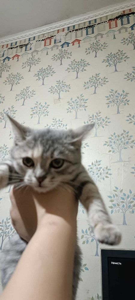 Котенок Скоттиш Страйт дымчато-серая\\n смешанная девочка