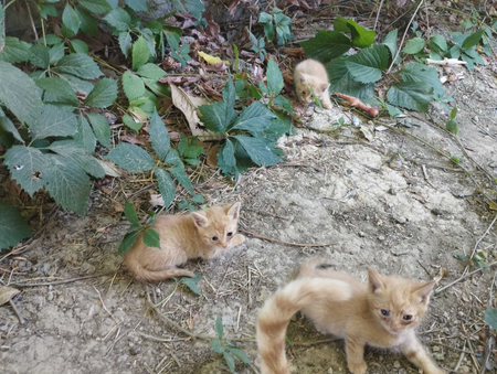 Котята в хорошие руки