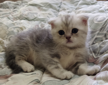 Шиншиллы котята здоровые