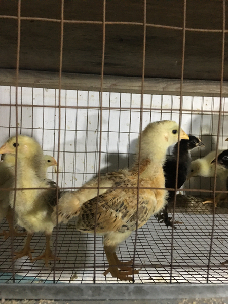 Jo’jalar sotiladi inkubatorga hamkorlikka chaqiramiz
