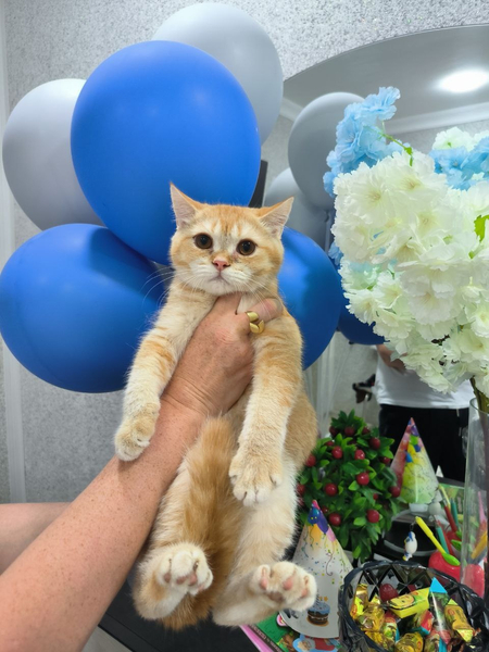 Шикарный котик скотишь страйт