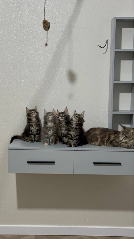 Продаются котята породы Мейн кун