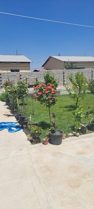 Сурумда участка сотилади