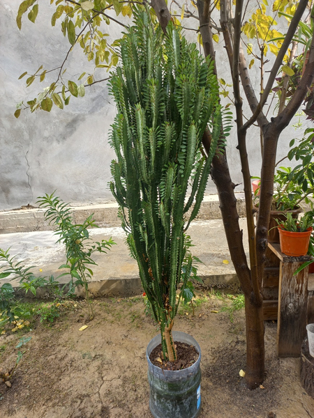 Honaki gul dekarativni
