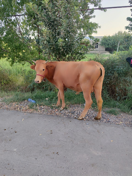 Buqacha sotiladi