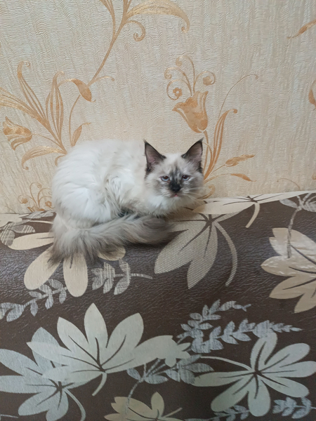 Балинизийкий котёнок!