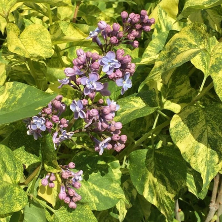 Сирень аукуболистная