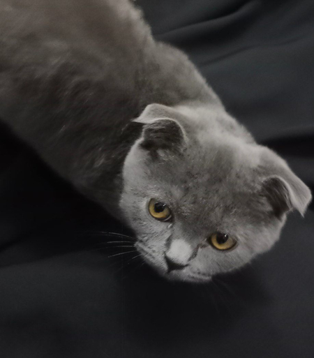 Продоётся котёнок Скотиш фолд 3.5 месяца,