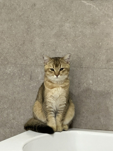 скотш страйт срочна прадаю
