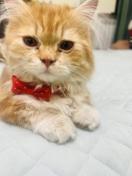 продается кот