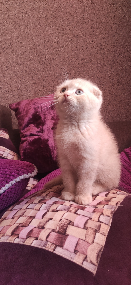 Продается Котенок - Потомка Серебристого Шиншиллы и Леди Страйт!