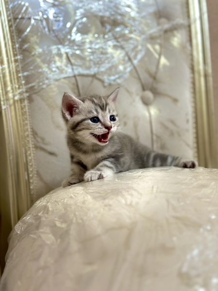 Scottish fold va straytlar go’zlalari