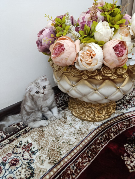Продам срочно кошки.