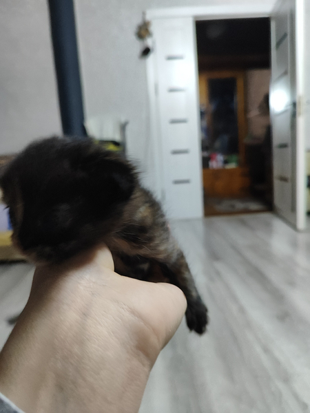 Котята Скотиш Фолд и Страйт