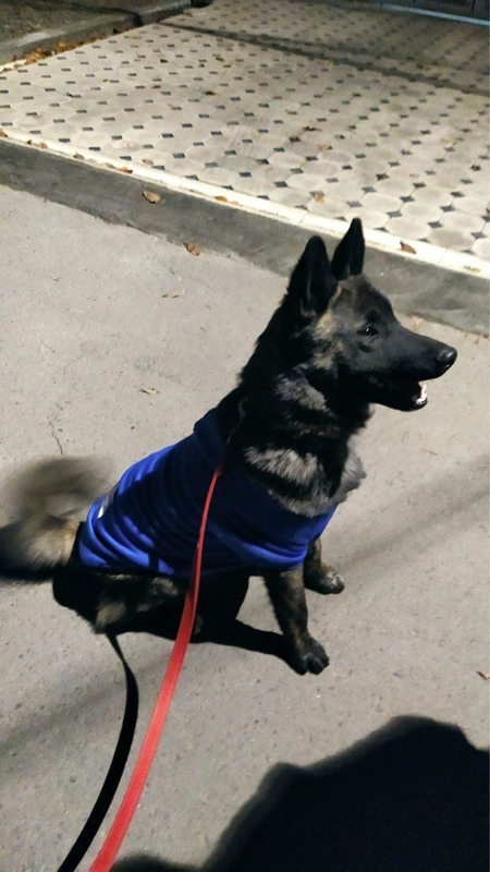 Продаеться собака
