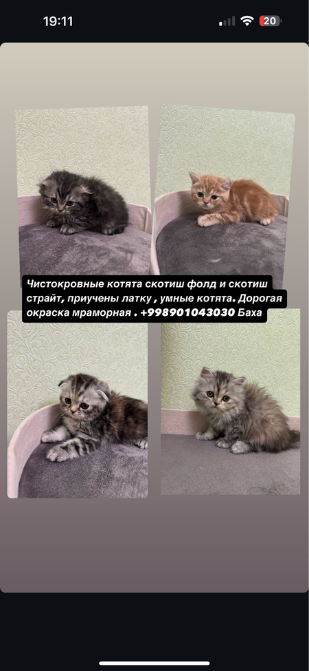 Продажа котят скотиш страйт и скотиш фолд