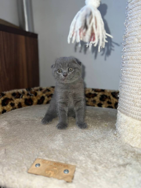 Продается котенок скоттиш фолд
