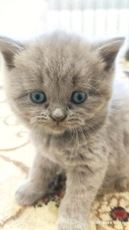Продаются котята скоттиш страйт