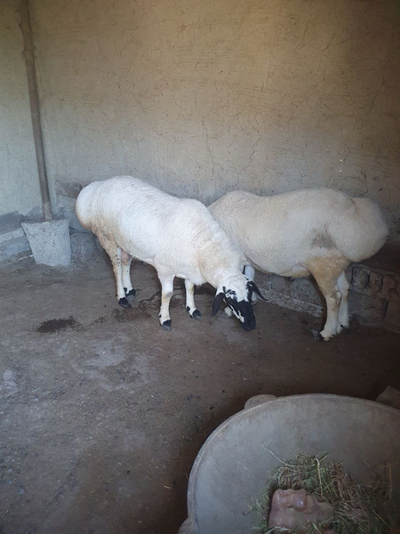Qo’chqorla sotiladi