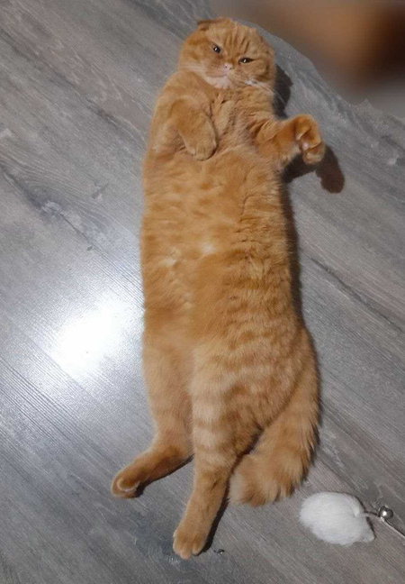 Вязка  скотиш фолд . Шикарный красавец.