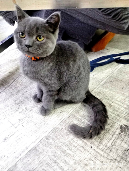 Кошка Страйт умный