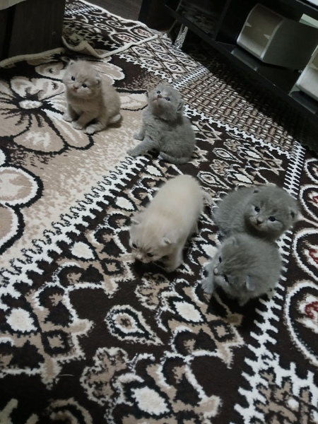 скотиш фолд ва страйт