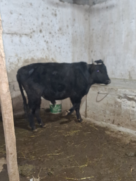 Qora mol sotiladi