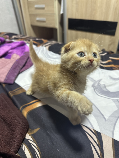 Скотиш фолд 45 дней