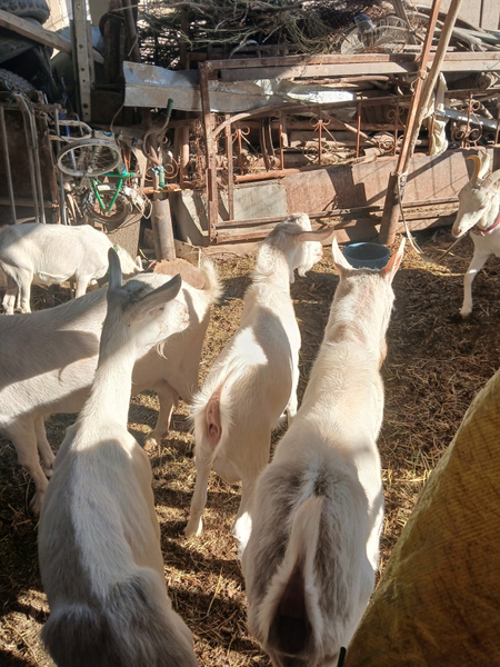 Zanin zotli taka sotiladi