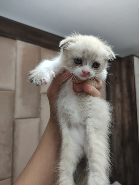 Скоттиш фолд/ сиамские котята