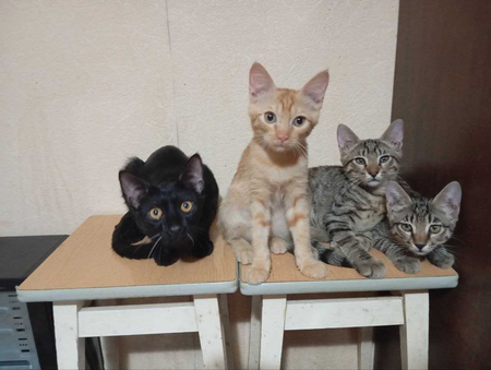Котята в добрые руки. Смотрите фото.