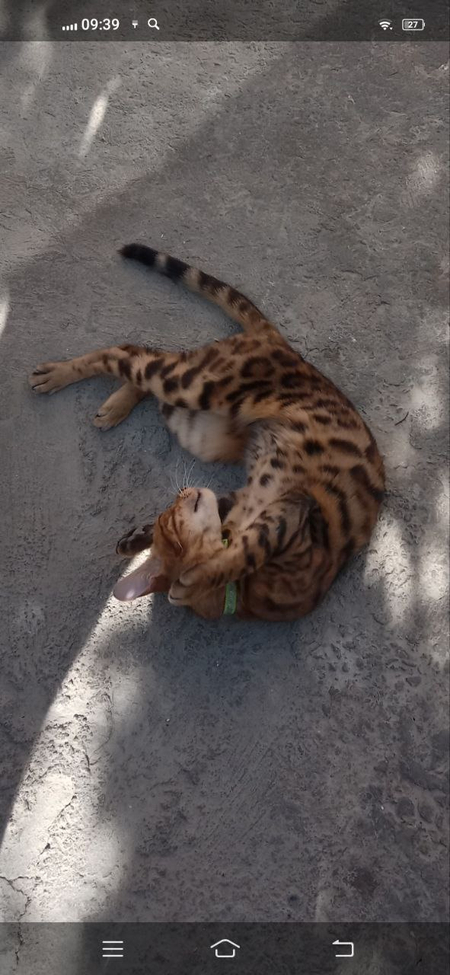кошка Бенгальская