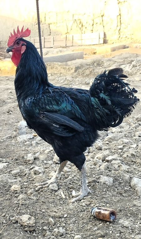 Gigant Qora Shaxzoda Гигант Кора Шахзода Тухуми