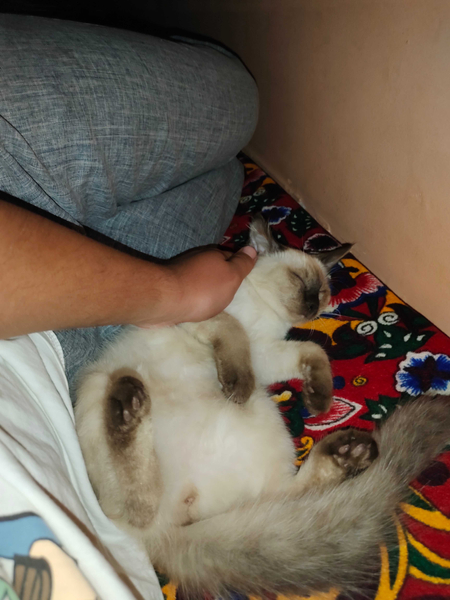 Сиамский котёнок чистокровный