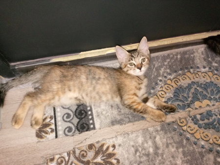 Домашние котята