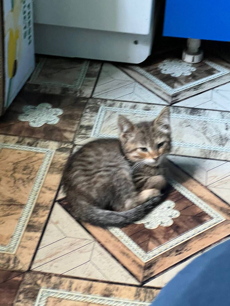 Бесплатно ищут дом котята
