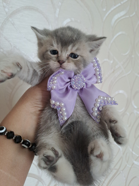 Продаются шикарные котята Скоттиш фолд и Скоттиш страйт