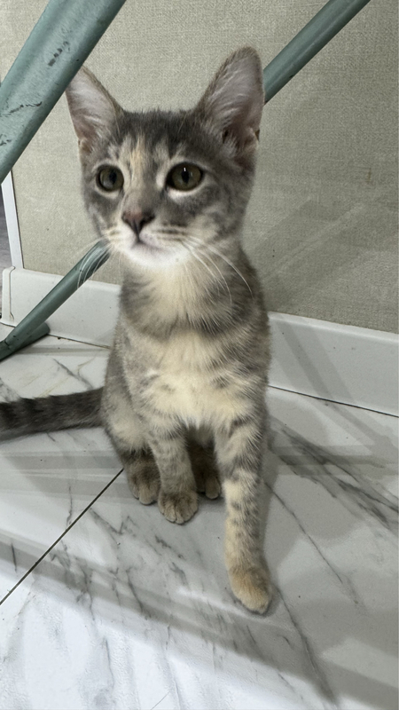 Котята 1,5 мес