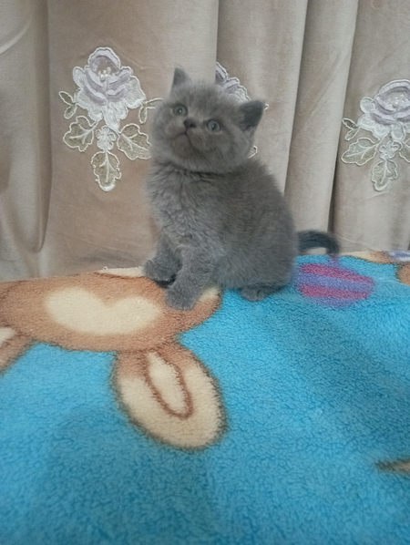 Продаются шикарные котята.