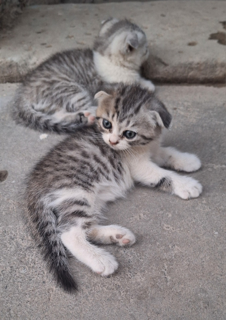 Котята скоттиш фолд