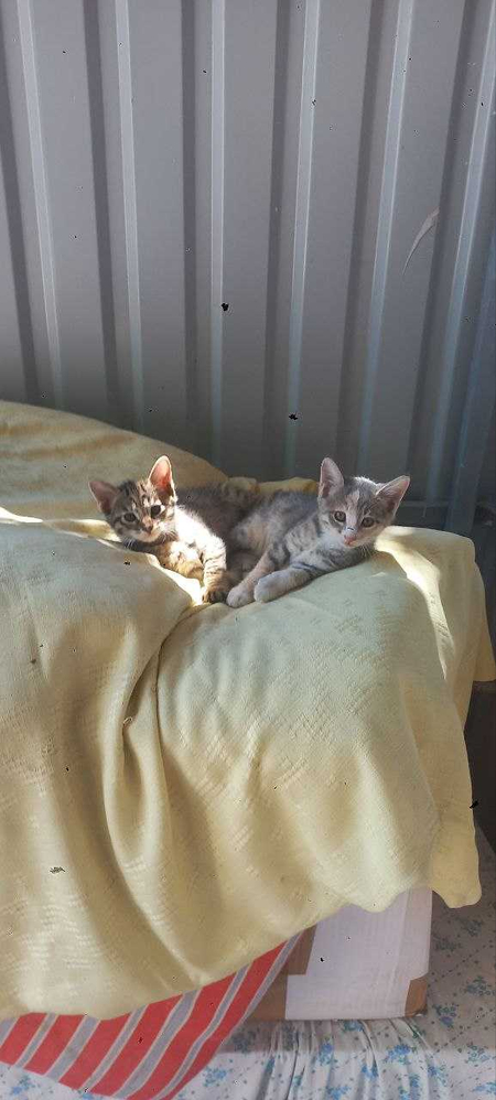 Отдам котят в хорошие руки, бесплатно