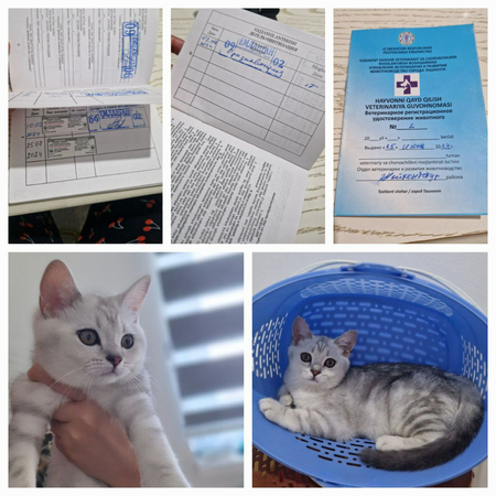 Мушук зотли. кошка котик котёнок серебрыстая шиншилла угил 3ойлик