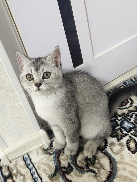 Skotish strayt mushukchala sotuda  3 aylik