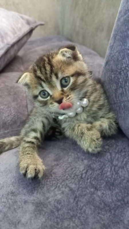 Продаётся котенок девочка!