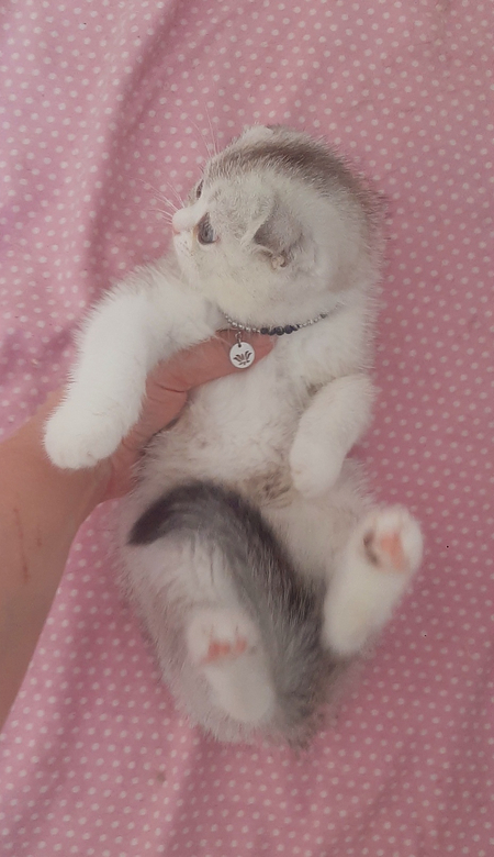 Чистокровный скоттиш фолд