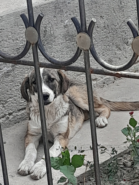 Пристраиваем в хорошие руки  персик