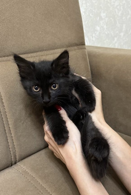 Отдам котенка в добрые руки