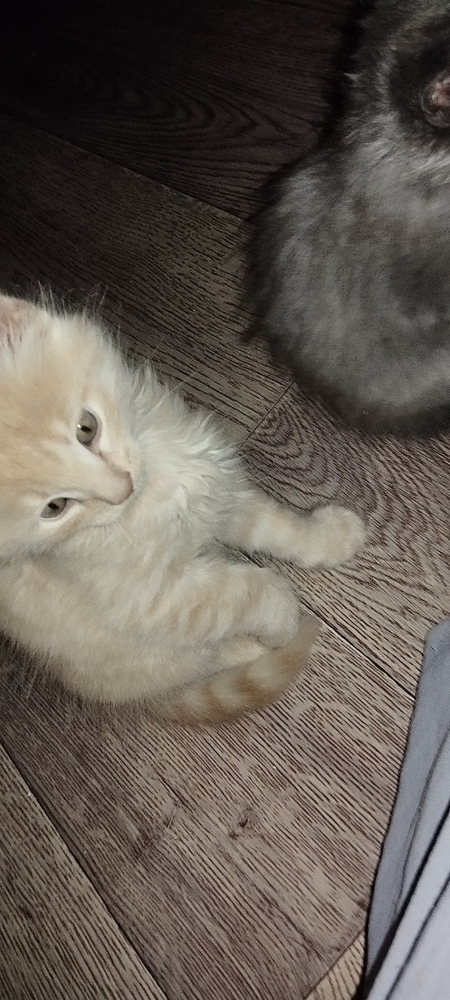 Котята в хорошие добрые руки