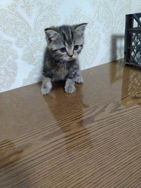 Продам котят в хорошие руки.