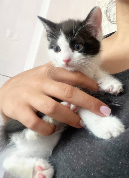 Котенок домашний